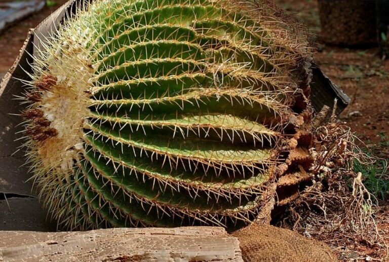 How Deep Do Cactus Roots Go: Best Detailed Guide
