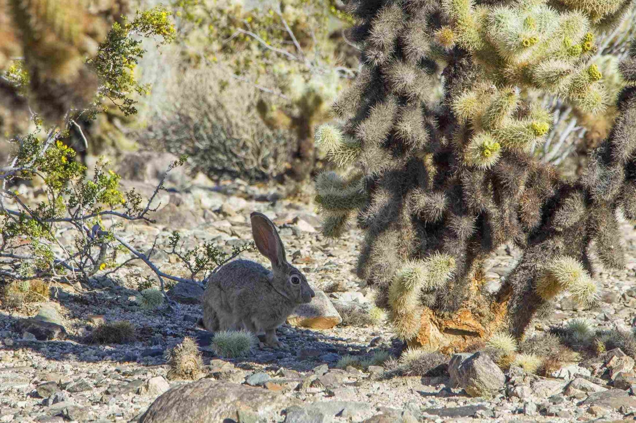 What Desert Animals Eat Cactus: 6 Unusual Animals