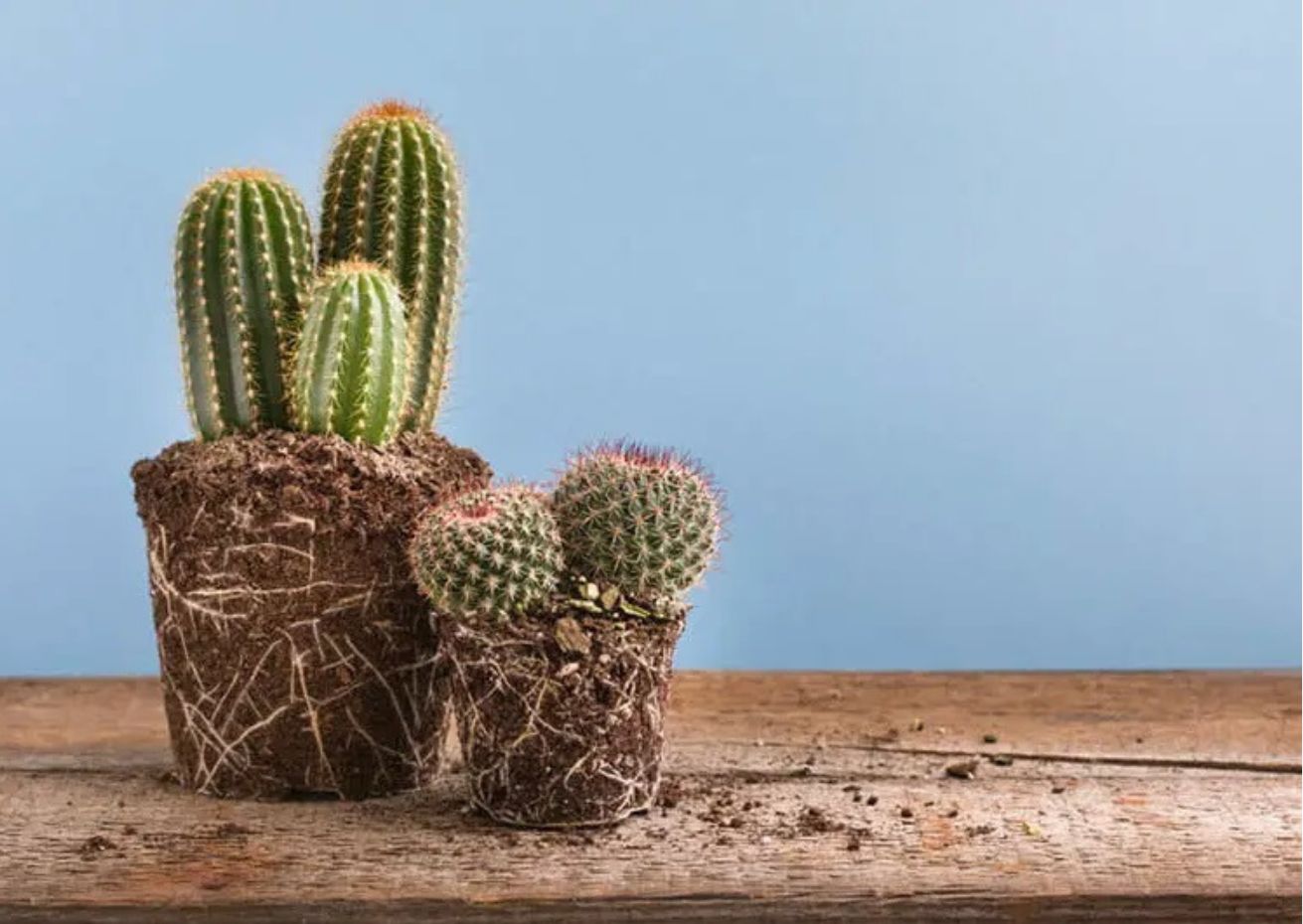 How Deep Do Cactus Roots Go: Best Detailed Guide