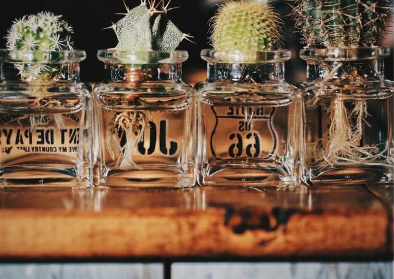 How Deep Do Cactus Roots Go: Best Detailed Guide