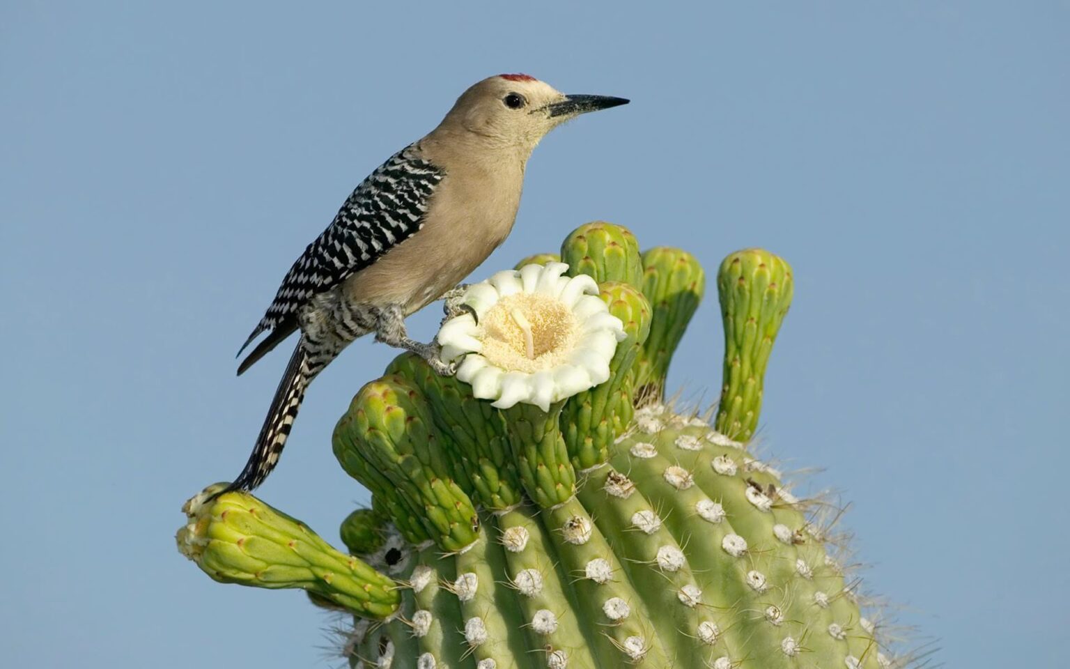 What Desert Animals Eat Cactus: 6 Unusual Animals