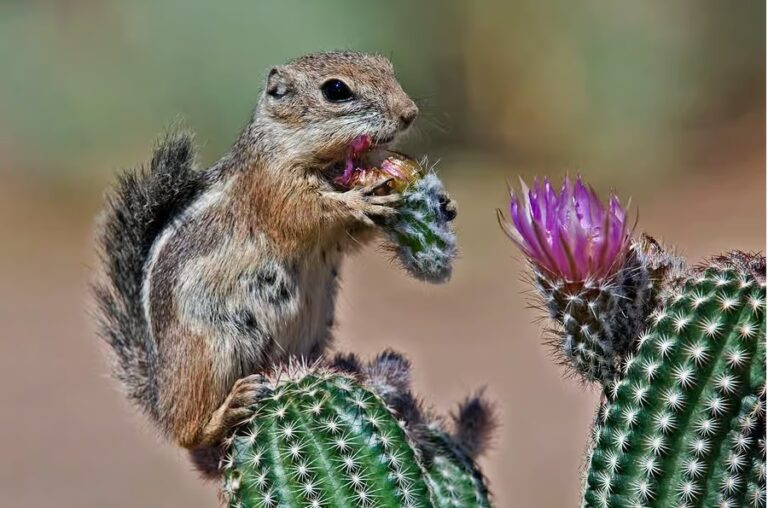 What Animal Eats A Cactus: Detailed Guide