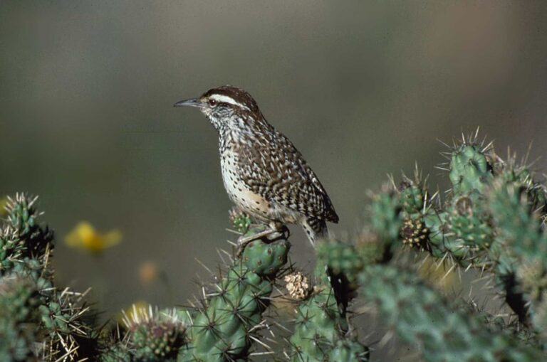 What Animal Eats A Cactus: Detailed Guide