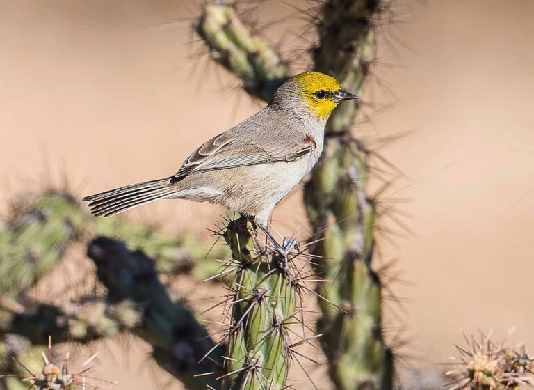 What Animal Eats A Cactus: Detailed Guide