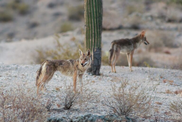 What Animal Eats A Cactus: Detailed Guide