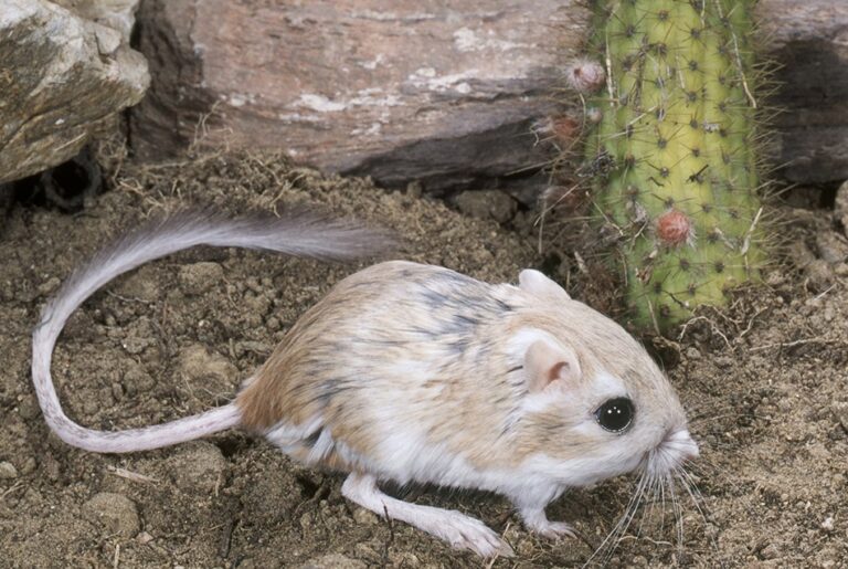What Animal Eats A Cactus: Detailed Guide