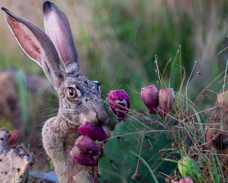 What Animal Eats A Cactus: Detailed Guide