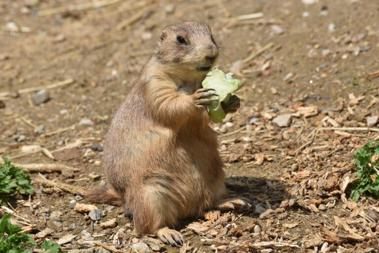 What Animal Eats A Cactus: Detailed Guide