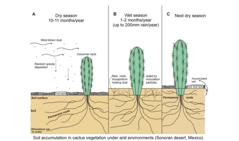 How Deep Do Cactus Roots Go: Best Detailed Guide