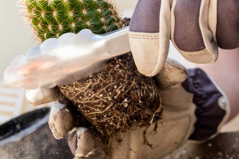 How Deep Do Cactus Roots Go: Best Detailed Guide