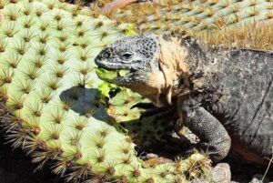 What Desert Animals Eat Cactus: 6 Unusual Animals
