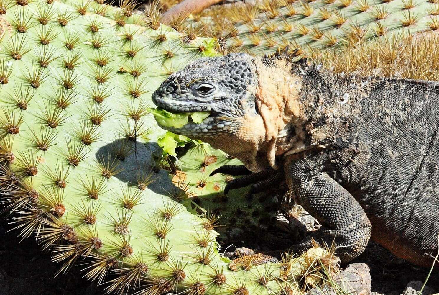 What Desert Animals Eat Cactus: 6 Unusual Animals