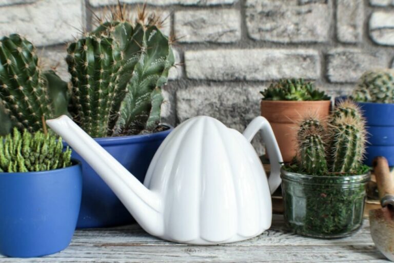 The Types Of Fast Growing Cacti - Best Detailed Guide & FAQs