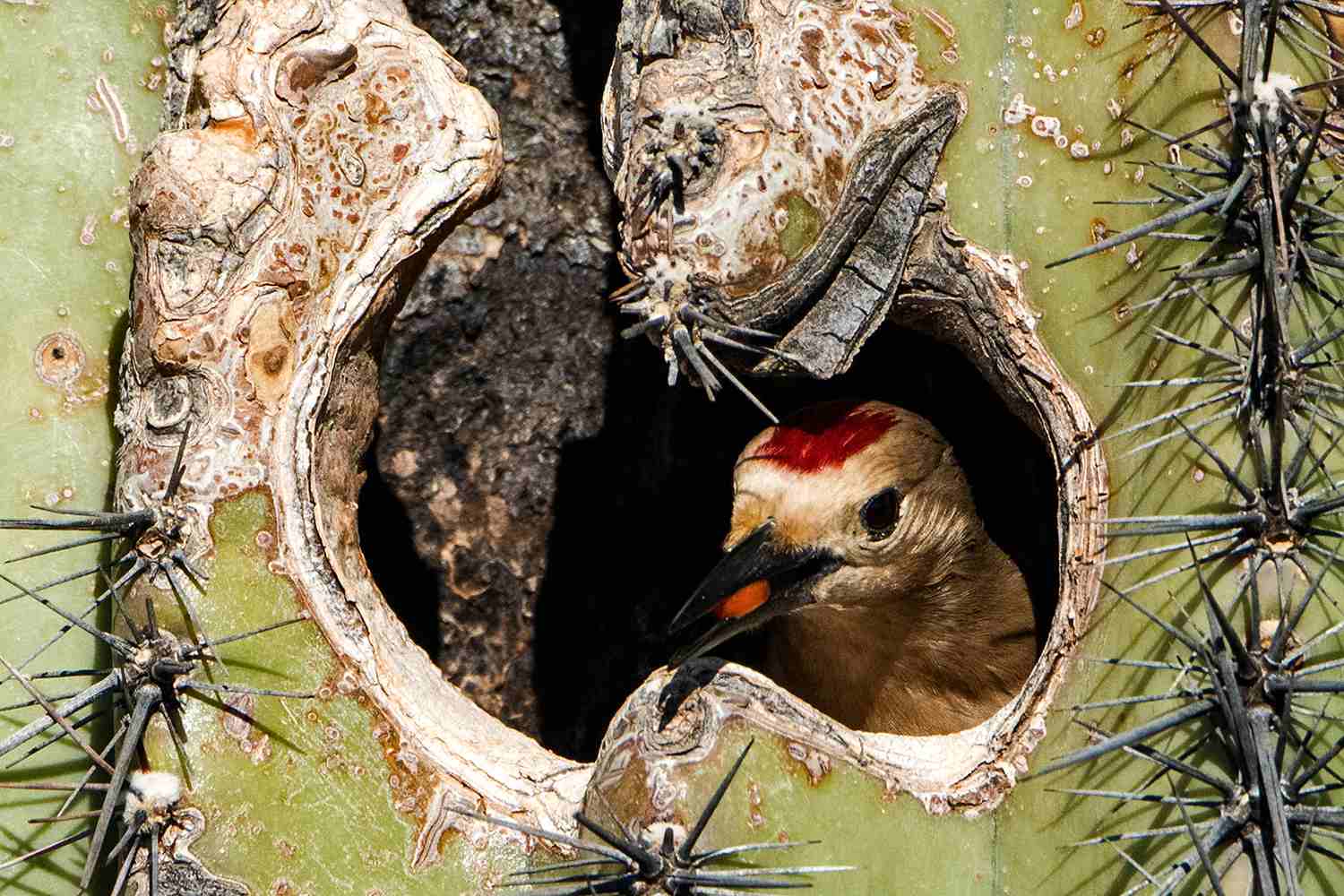 What Desert Animals Eat Cactus: 6 Unusual Animals