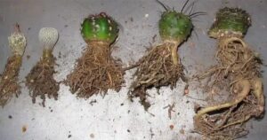 What Do Cactus Roots Look Like? Revealing The Mysteries