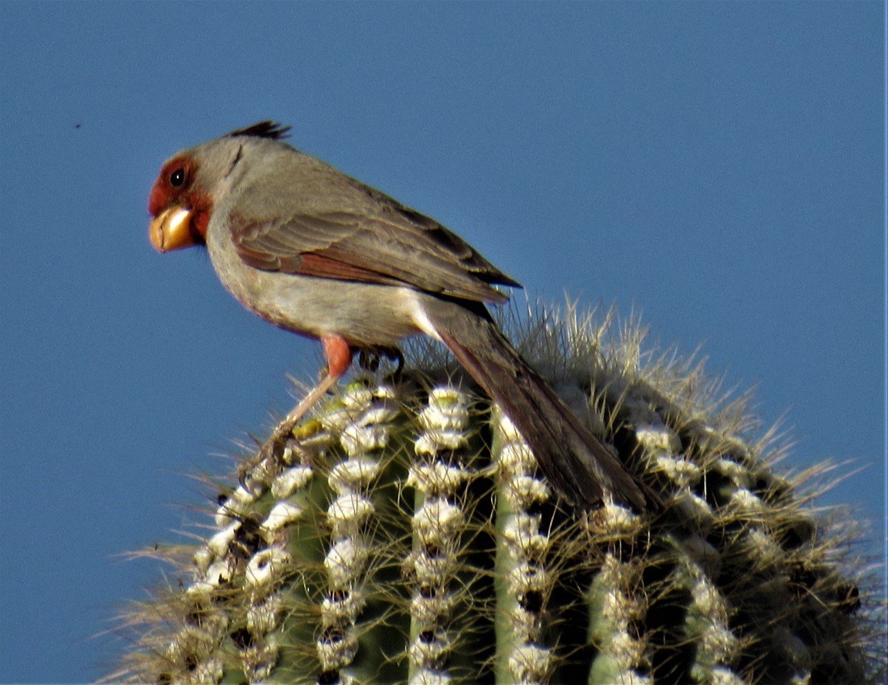 What Desert Animals Eat Cactus: 6 Unusual Animals
