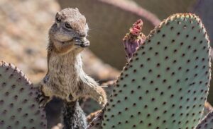 What Desert Animals Eat Cactus: 6 Unusual Animals