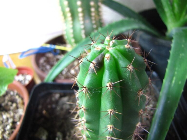 Black Spot On Cactus: 10+ Causes And Best Treating Methods