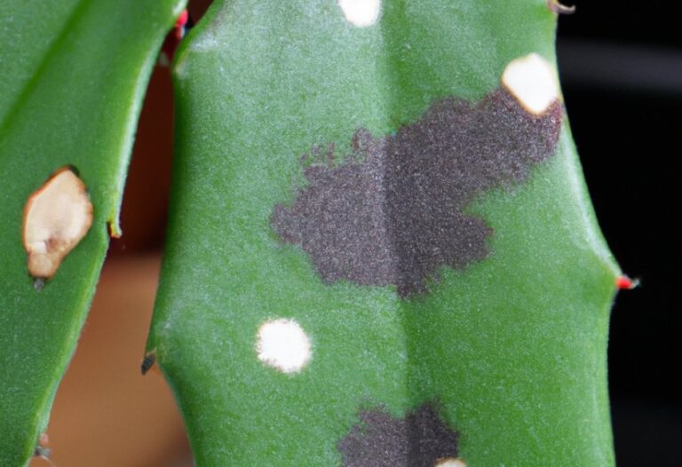Black Spot On Cactus: 10+ Causes And Best Treating Methods
