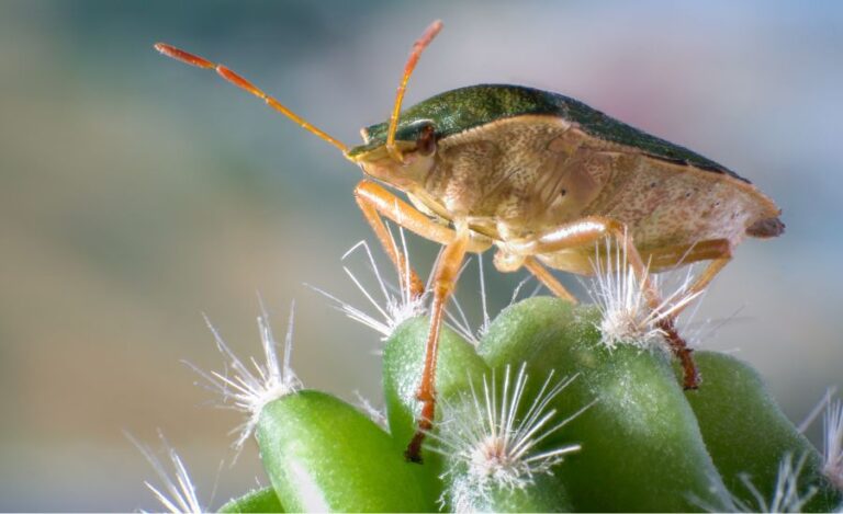 How To Get Rid Of Cactus Bugs: Top 7 Tips & Best Guide