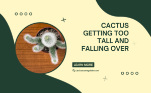 Cactus Getting Too Tall And Falling Over: Complete Guide