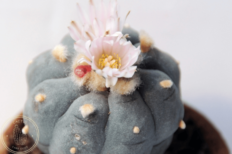 Types Of Cactus Without Spines: 10 Options Perfect For You