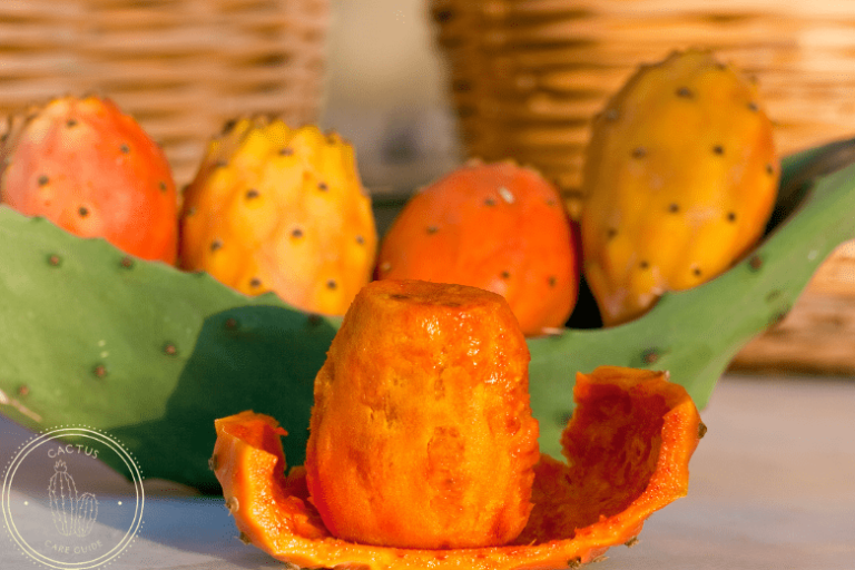 Types Of Cactus Without Spines: 10 Options Perfect For You