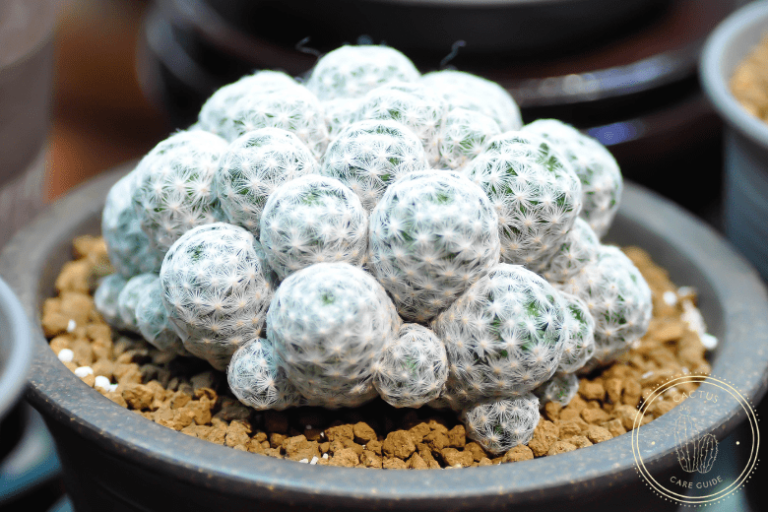 Types Of Cactus Without Spines: 10 Options Perfect For You