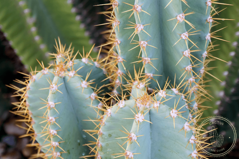 Poisonous Cacti List: Be Careful! Learn All You Need To Know