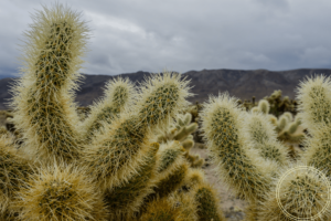 Poisonous Cacti List: Be Careful! Learn All You Need To Know