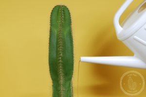 Cactus Getting Too Tall And Falling Over: Complete Guide