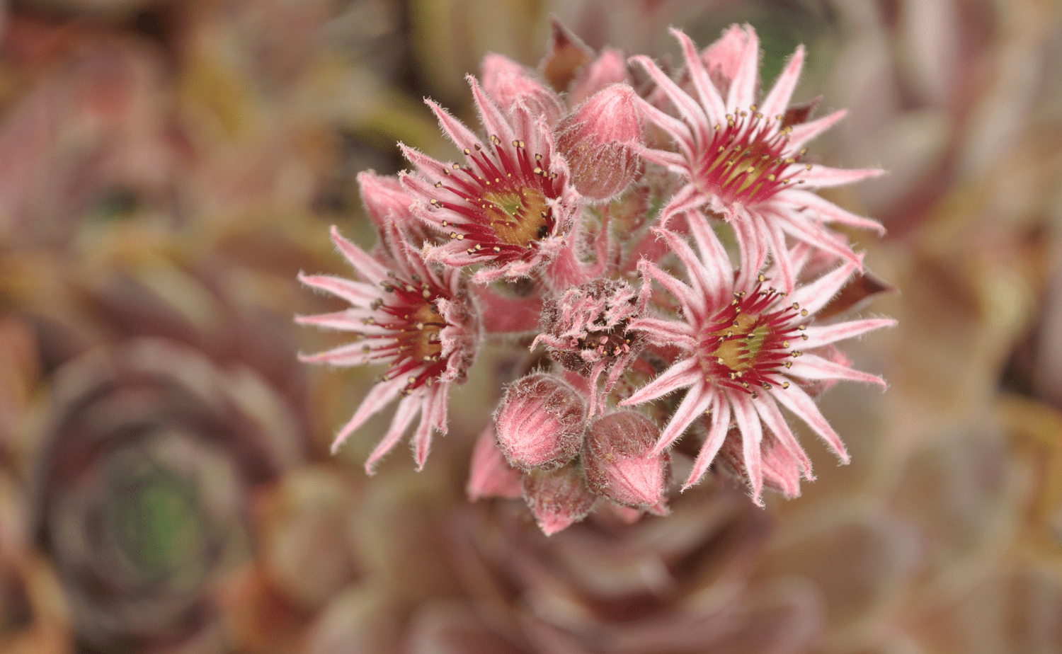 Succulent Death Bloom: Detailed Guide [3 Monocarpic Plants]