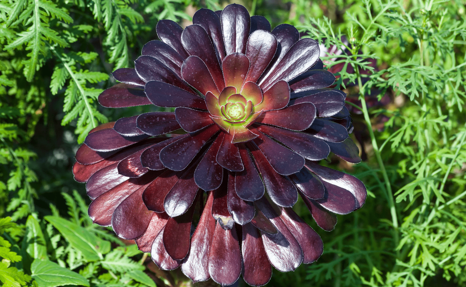 Succulent Death Bloom: Detailed Guide [3 Monocarpic Plants]