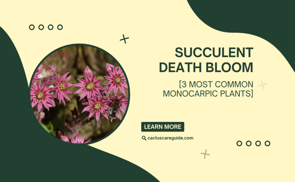 Succulent Death Bloom: Detailed Guide [3 Monocarpic Plants]