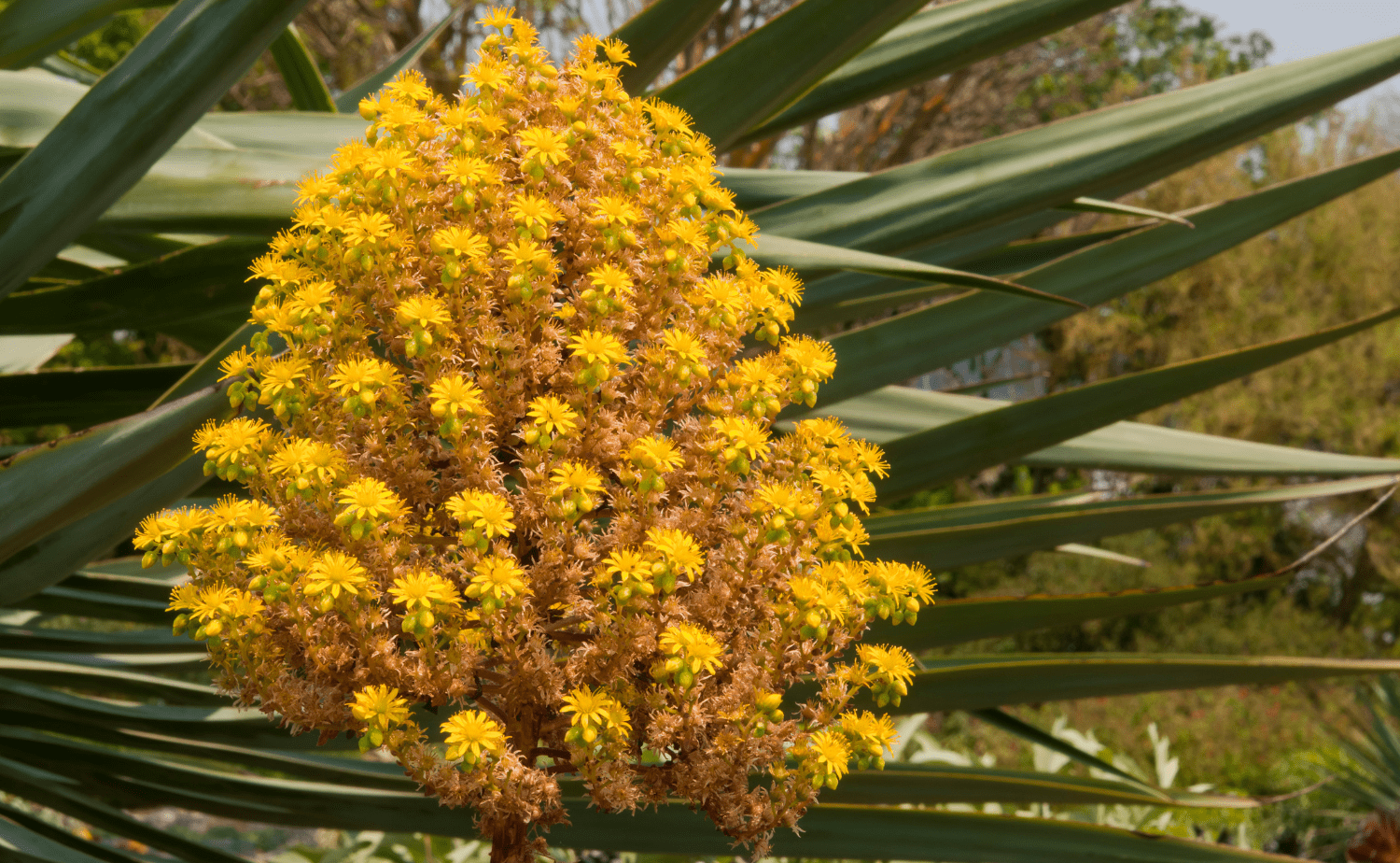 Succulent Death Bloom: Detailed Guide [3 Monocarpic Plants]