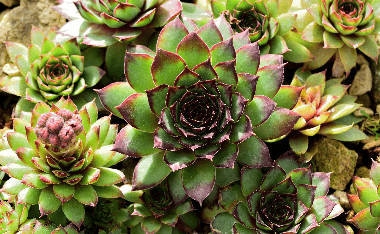 Succulent Death Bloom: Detailed Guide [3 Monocarpic Plants]